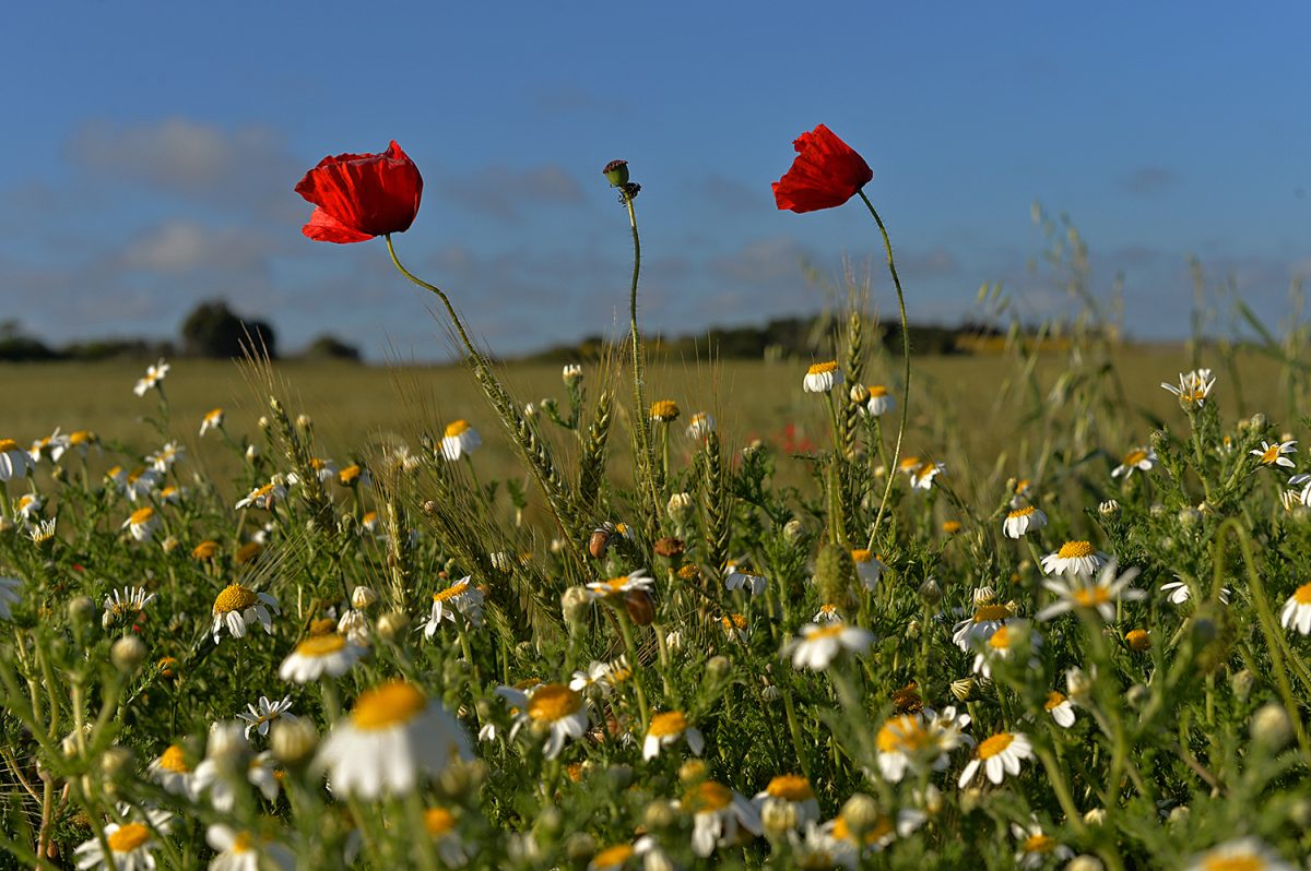 Le Printemps - Photographe freelance à Béziers